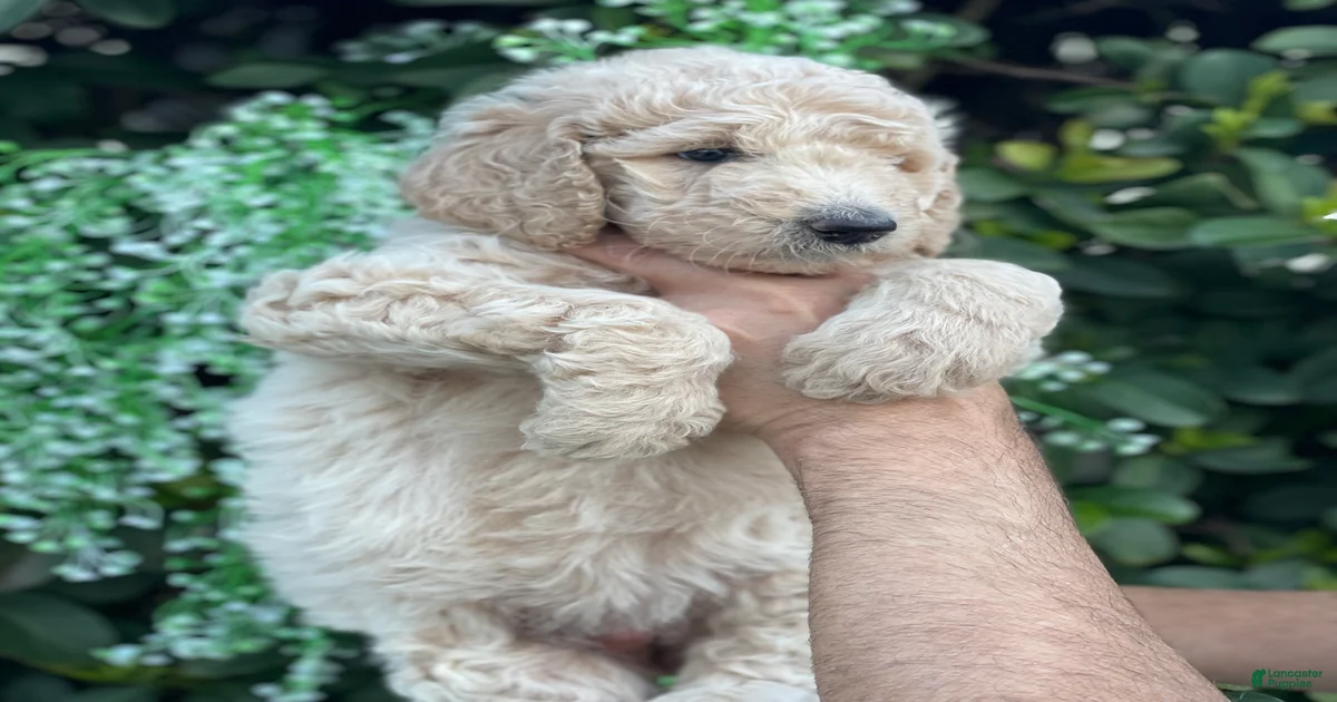 Sandy sold Goldendoodle for sale in Kissimmee | Lancaster Puppies