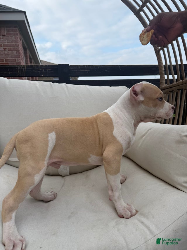 Male cryptic merle for sale in Crowley | Lancaster Puppies