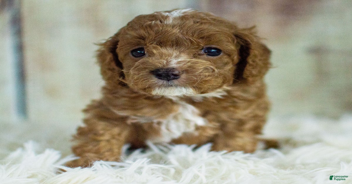 Kory for sale in Millersburg | Lancaster Puppies