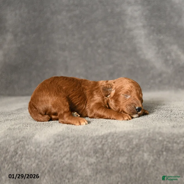 Jackson for sale in East Earl | Lancaster Puppies