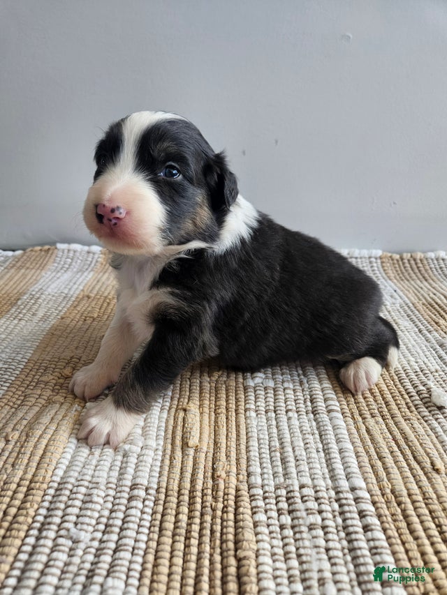 Chase for sale in Crab Orchard | Lancaster Puppies