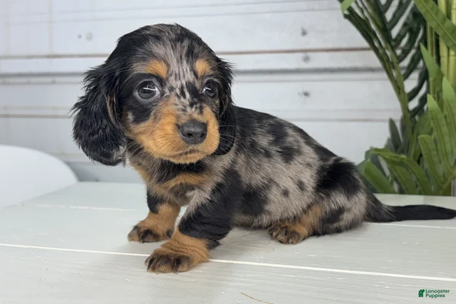 Rosa Miniature Dachshund for sale in Hoagland | Lancaster Puppies