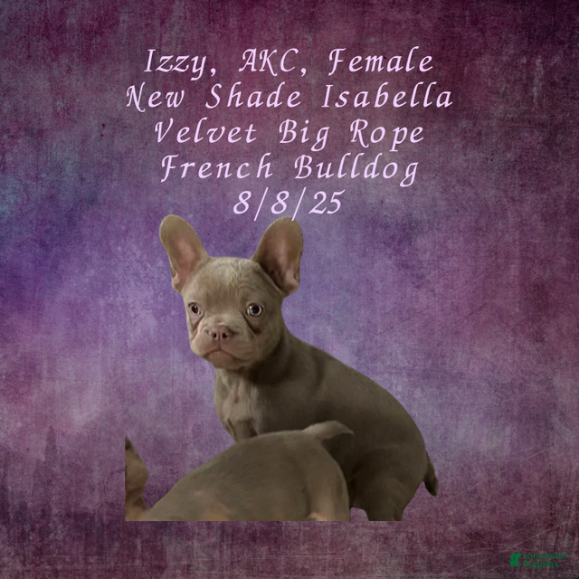 🐾 “Izzy the Velvet Queen: Blue-Eyed Beauty with Boss Energy & Breeding Potential” for sale in ...