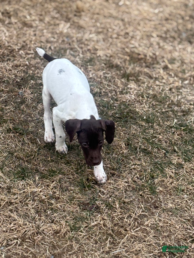 Cookie for sale in Falling Waters | Lancaster Puppies