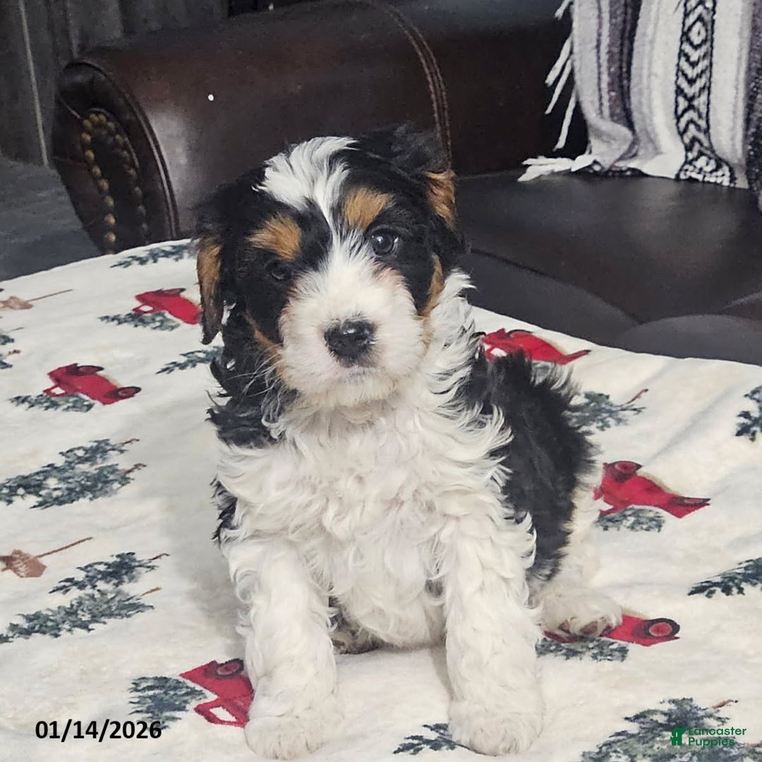 Spot for sale in Kensington | Lancaster Puppies