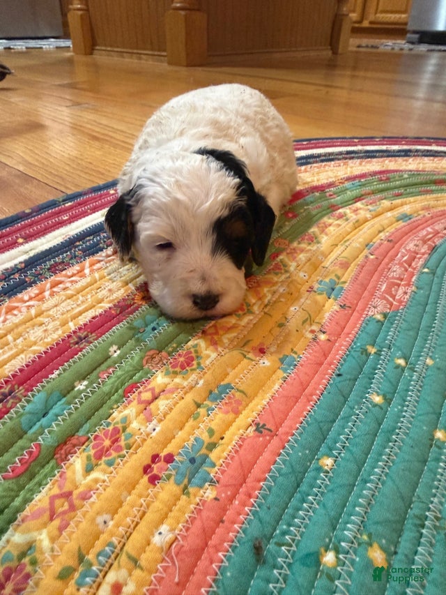 Oreo for sale in Scottsville | Lancaster Puppies