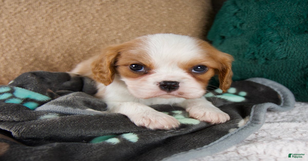 Arlo for sale in Dundee | Lancaster Puppies