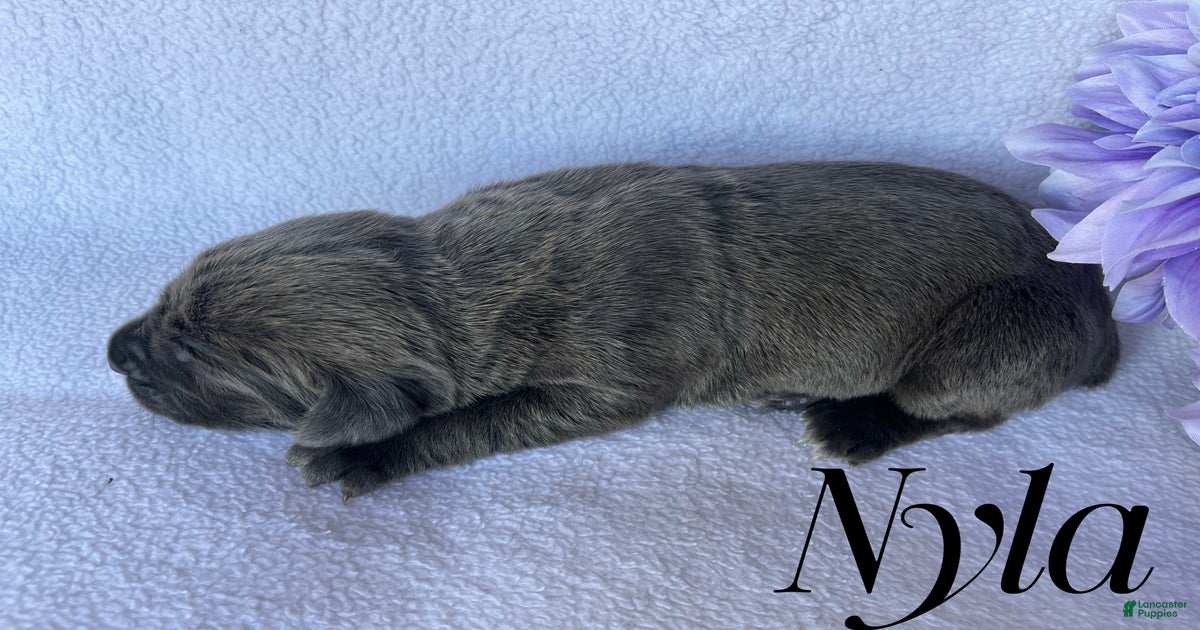 Nyla for sale in Spencerville | Lancaster Puppies