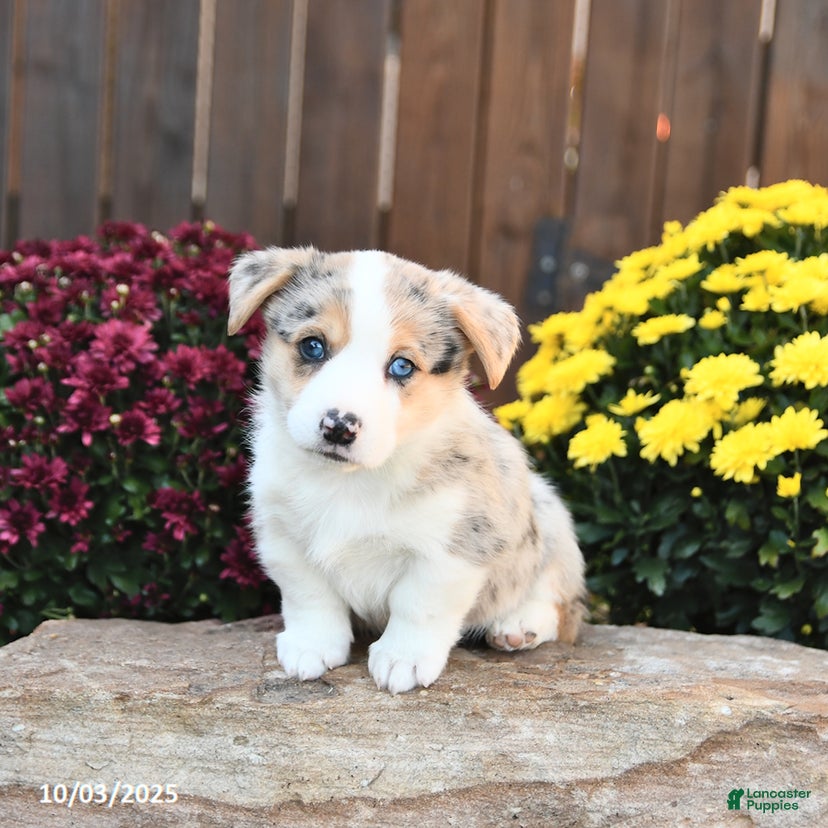 Happy for sale in Loganton | Lancaster Puppies