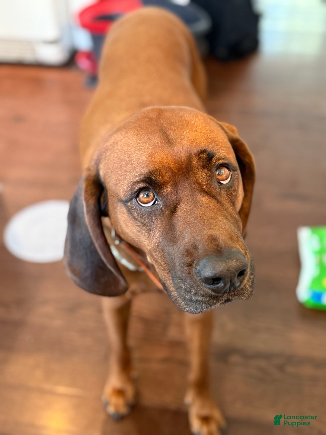 Redbone Coonhound Puppy 1 for sale in Newfoundland | Lancaster Puppies