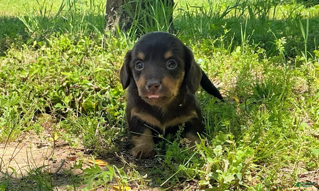 Hazel - AKC Chocolate & Tan Long-Hair Female Miniature Dachshund for ...