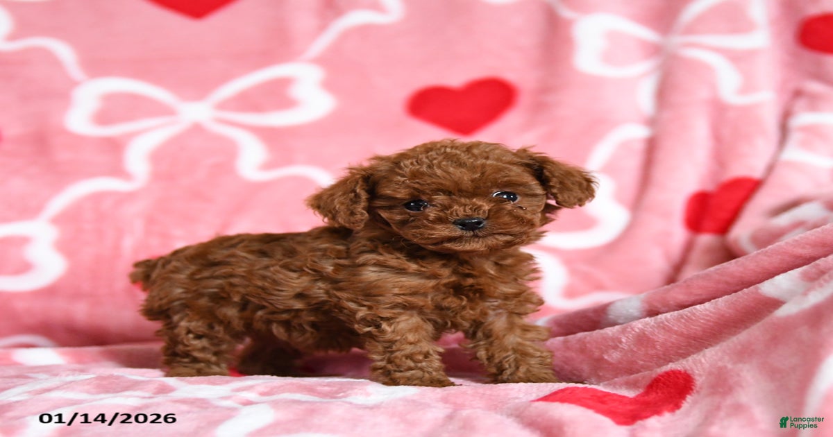 Tinker for sale in New Providence | Lancaster Puppies