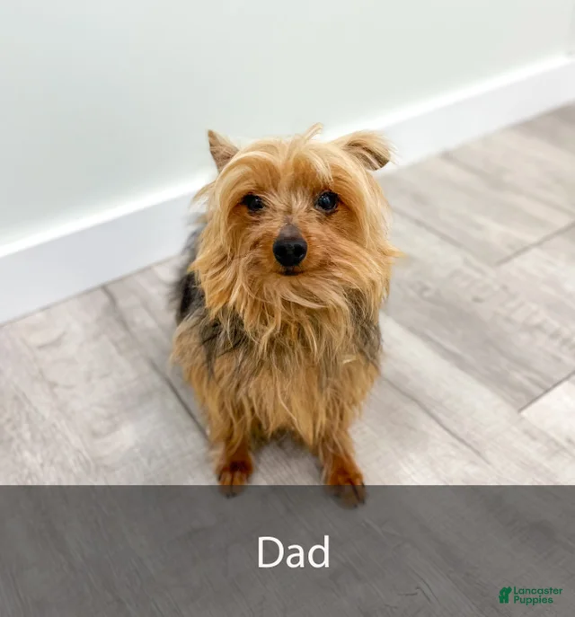Chief Yorkshire Terrier for sale in Mount Eaton | Lancaster Puppies