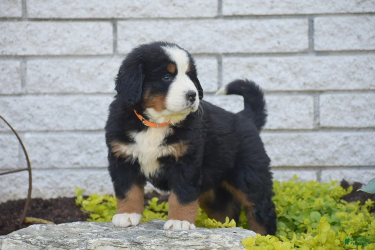 Scarlett Bernese Mountain Dog for sale in Ronks | Lancaster Puppies