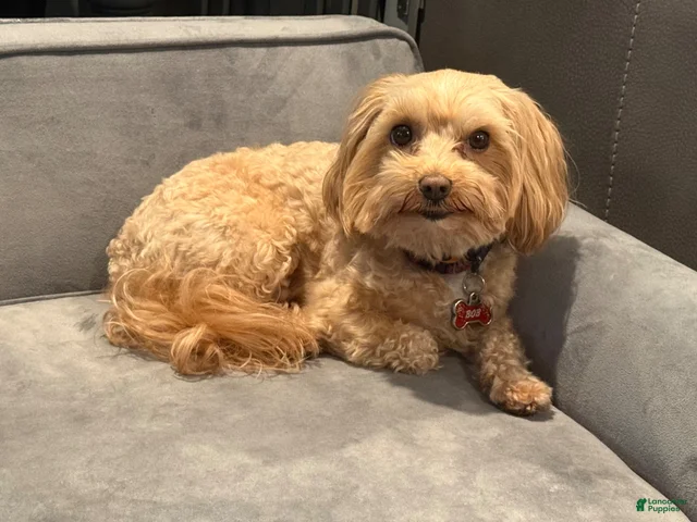 Elsa Maltipoo for sale in Washington | Lancaster Puppies