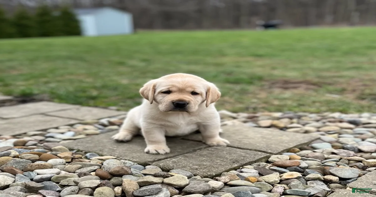 Yellow female Labrador Retriever for sale in Doylestown | Lancaster Puppies