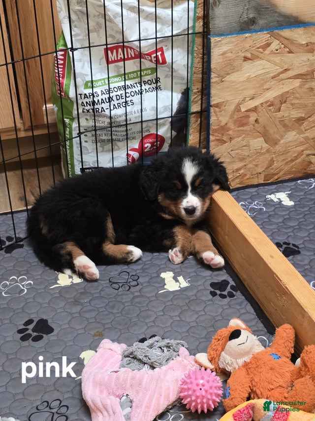 Pink for sale in Salmon | Lancaster Puppies