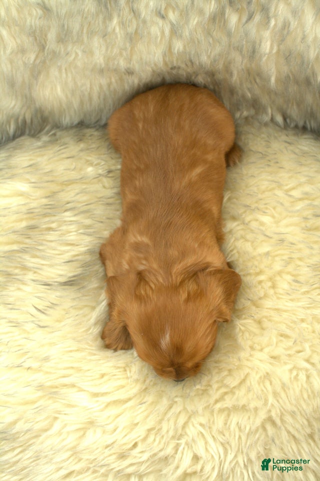 Paul for sale in Milton | Lancaster Puppies