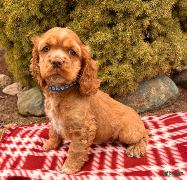 Zacky for sale in Middlebury | Lancaster Puppies