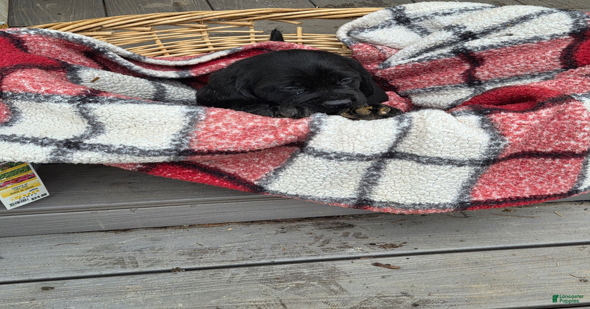 Labrador/Cocker Spaniel for sale in Waterloo | Lancaster Puppies