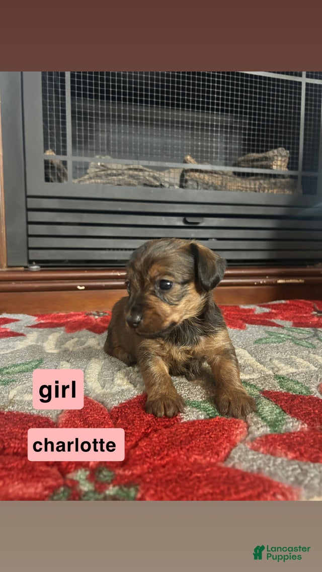 Charlotte for sale in Negley | Lancaster Puppies