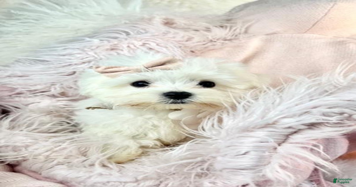 Maltese Puppy 1 for sale in Punta Gorda | Lancaster Puppies