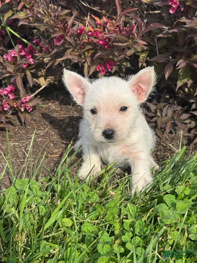 Waylon West Highland Terrier for sale in Seneca Falls | Lancaster Puppies