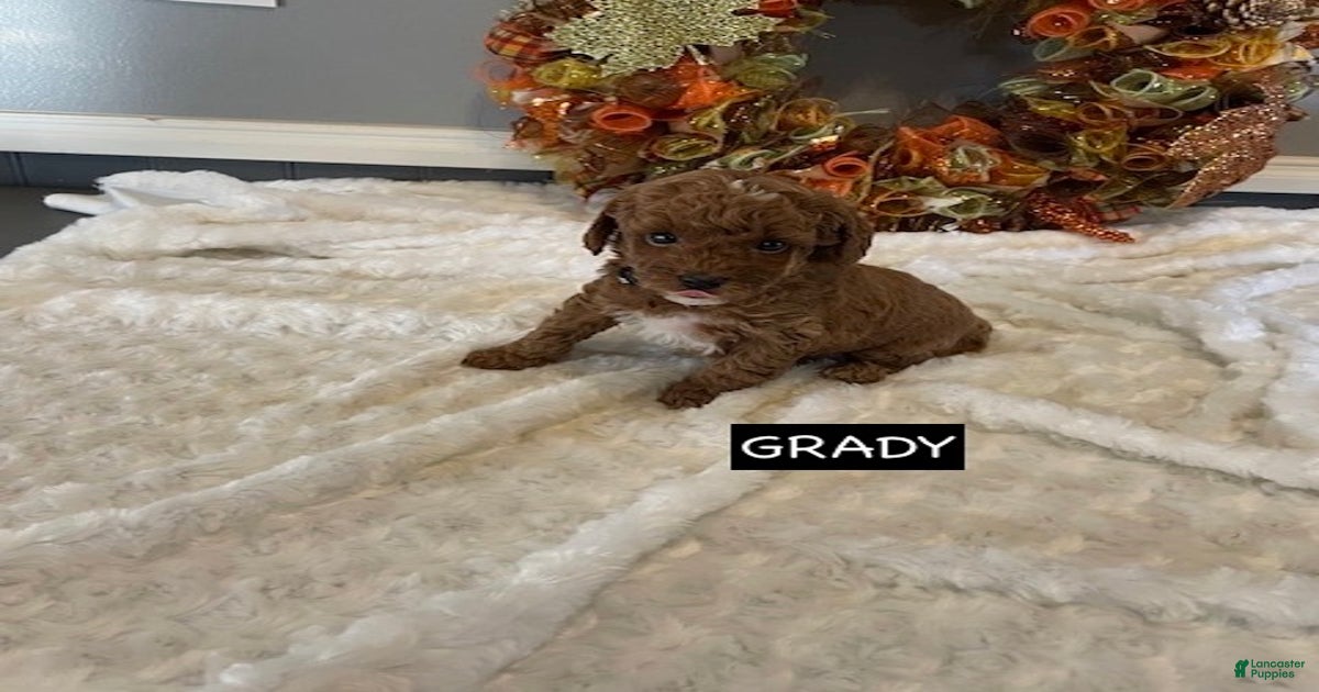 Miniature Labradoodle Puppy 3 for sale in Quarryville | Lancaster Puppies