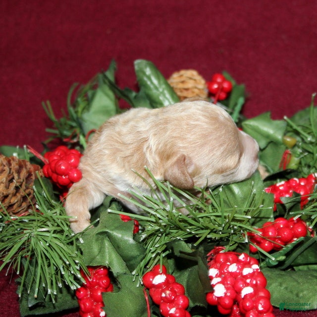 Xavier for sale in Manheim | Lancaster Puppies