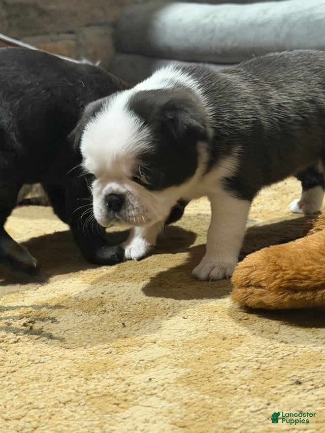 Oreo for sale in Pitcher | Lancaster Puppies