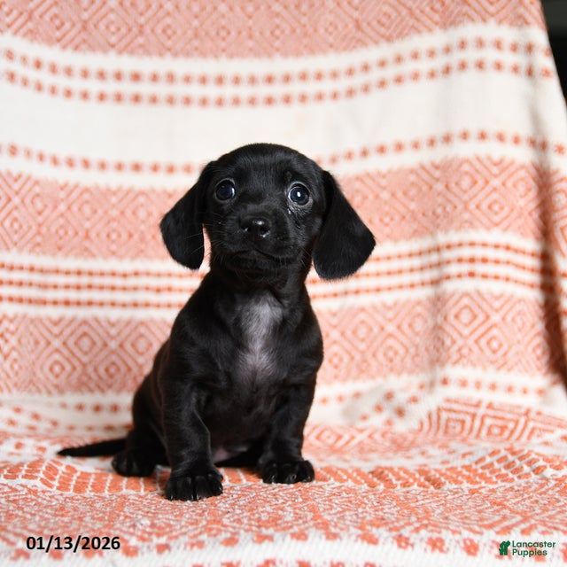 Kassie for sale in Honey Brook | Lancaster Puppies