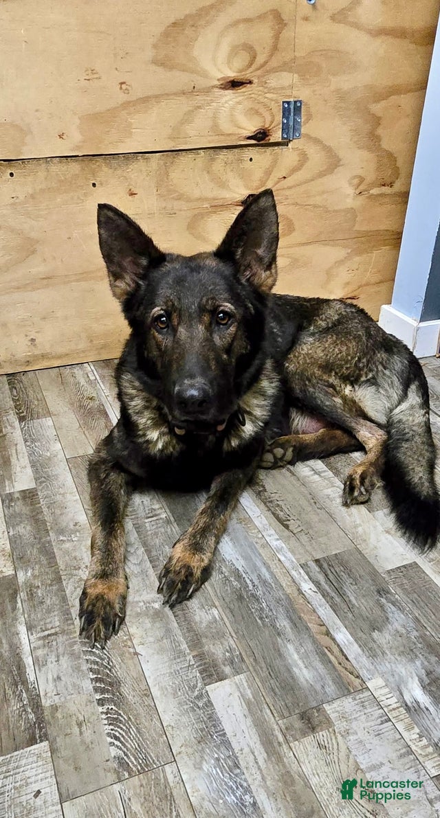 German Shepherd Red for sale in Botkins | Lancaster Puppies