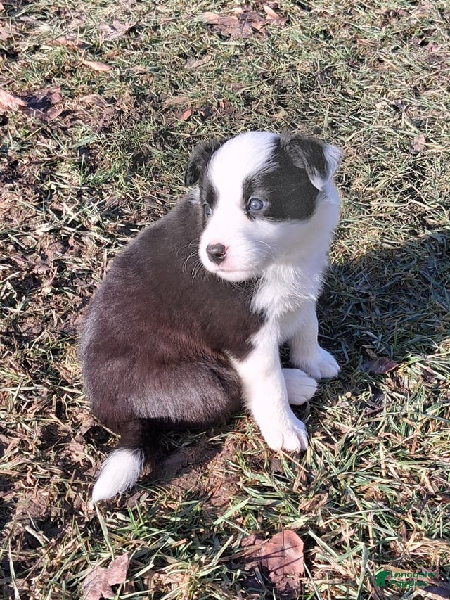 Daisy for sale in Churubusco | Lancaster Puppies