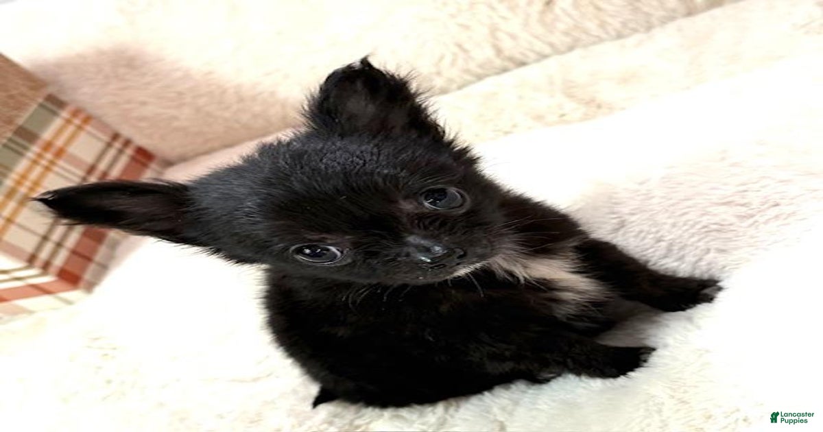 Chihuahua Puppy 1 for sale in Pembroke Pines | Lancaster Puppies