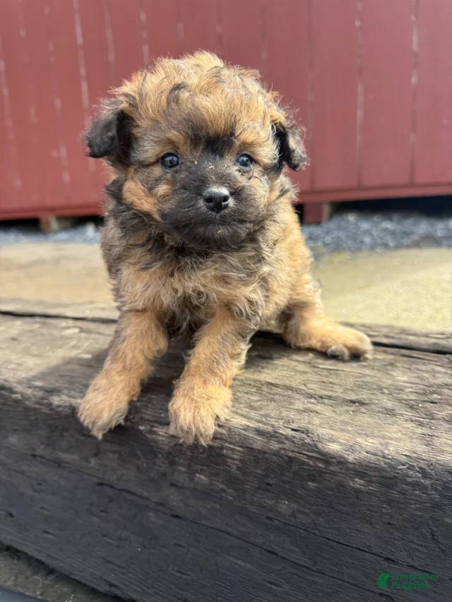 Cody Pomapoo for sale in Queens | Lancaster Puppies