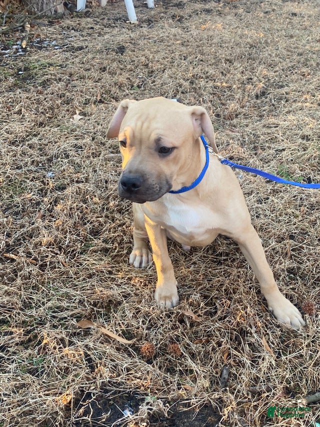 Timberland for sale in Columbia | Lancaster Puppies