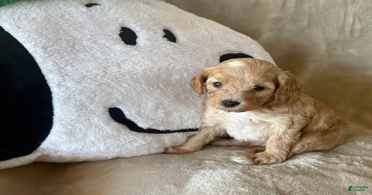 Truffle Maltipoo for sale in Bono | Lancaster Puppies
