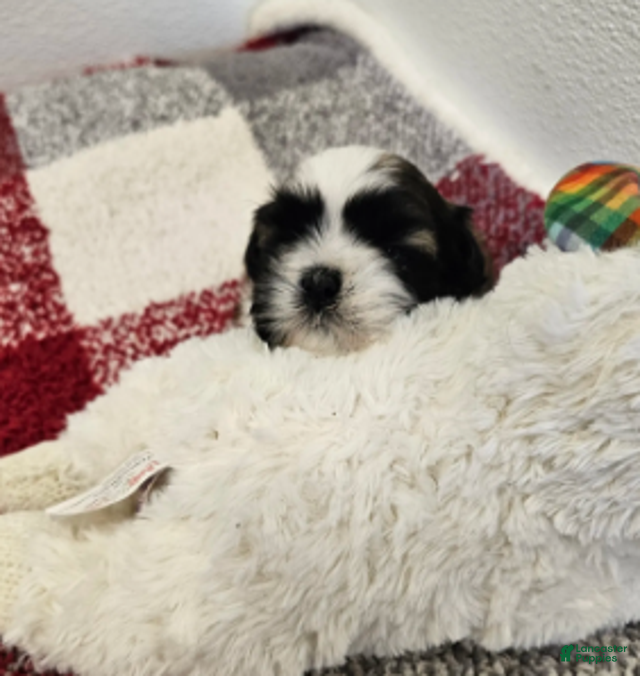 Gordon Ckc for sale in | Lancaster Puppies