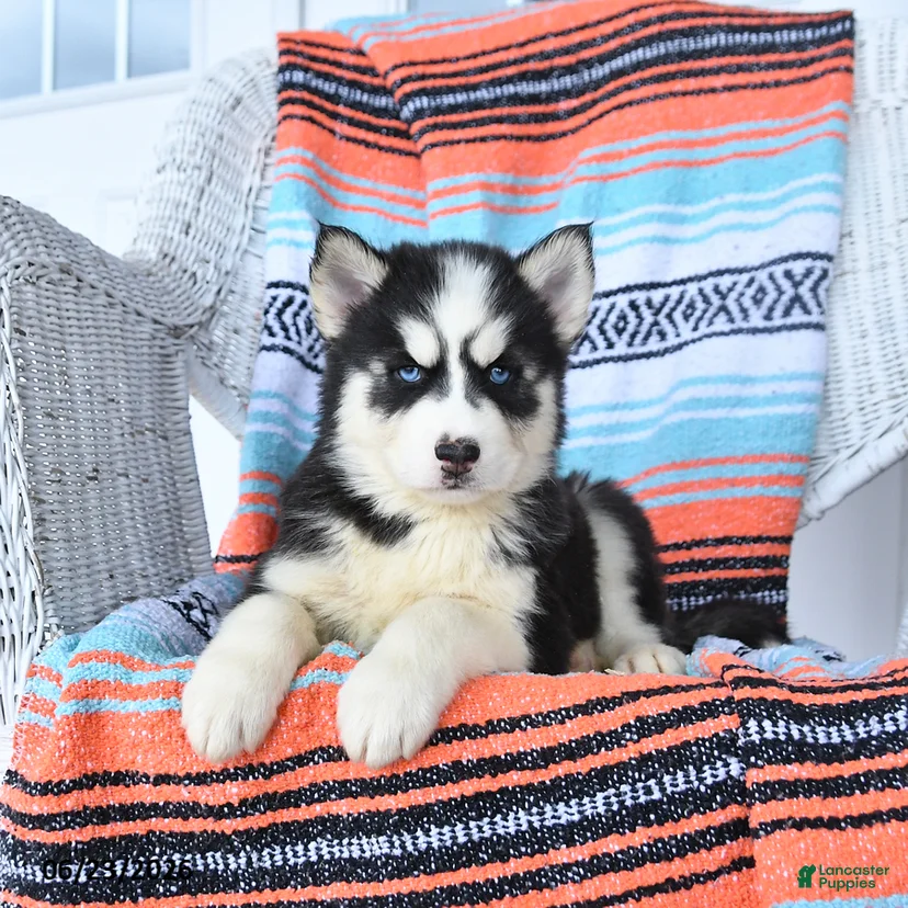Sugar Siberian Husky for sale in Elizabethville | Lancaster Puppies