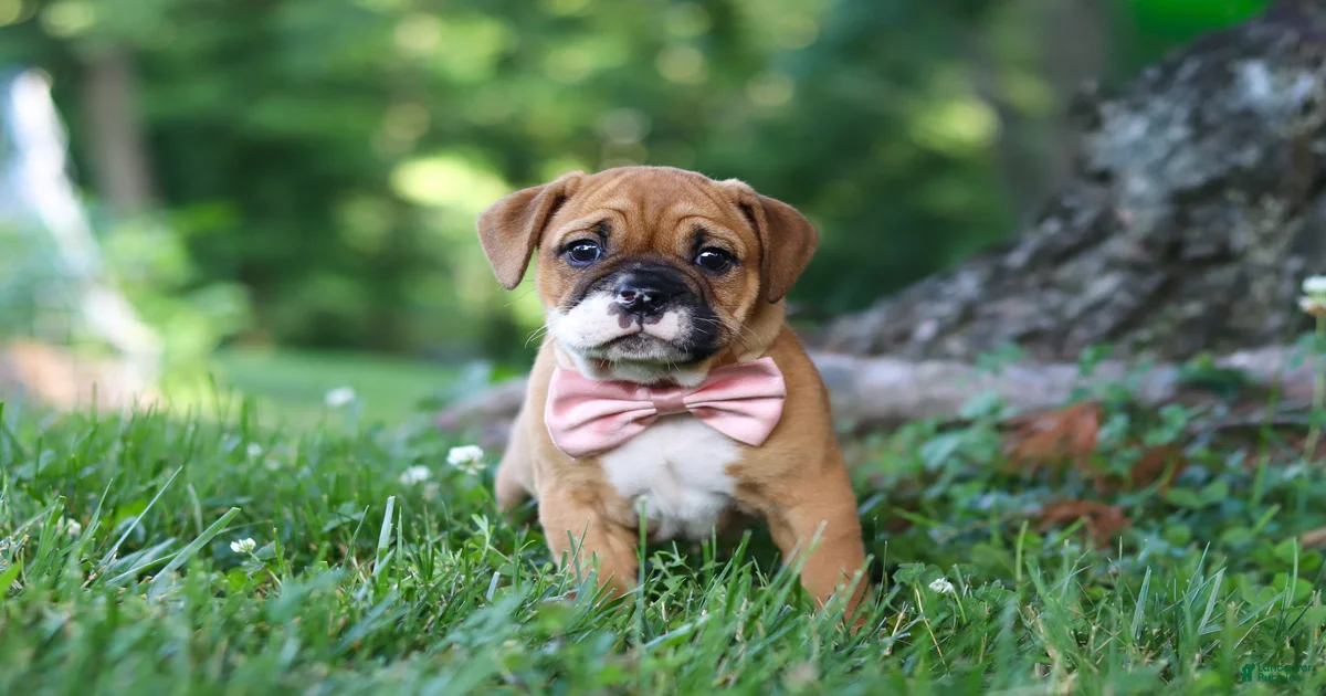 Mixed Breed Puppies for sale in Ohio | Lancaster Puppies