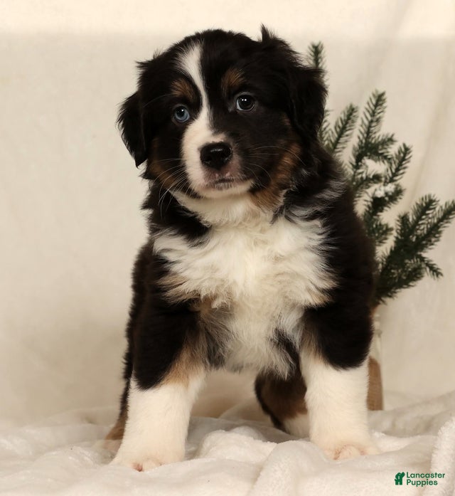 Toby for sale in Baltic | Lancaster Puppies
