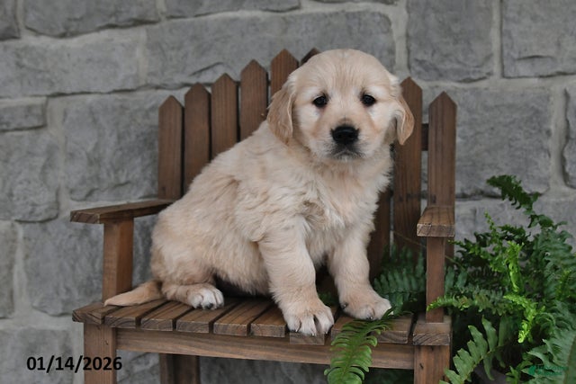 Ruby for sale in Shelby | Lancaster Puppies