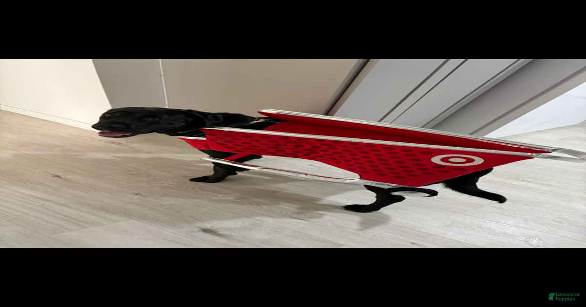 Mixed Breed Puppy 1 for sale in Elwood | Lancaster Puppies