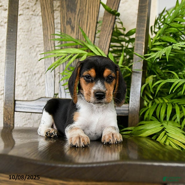 Goober for sale in Bird in Hand | Lancaster Puppies