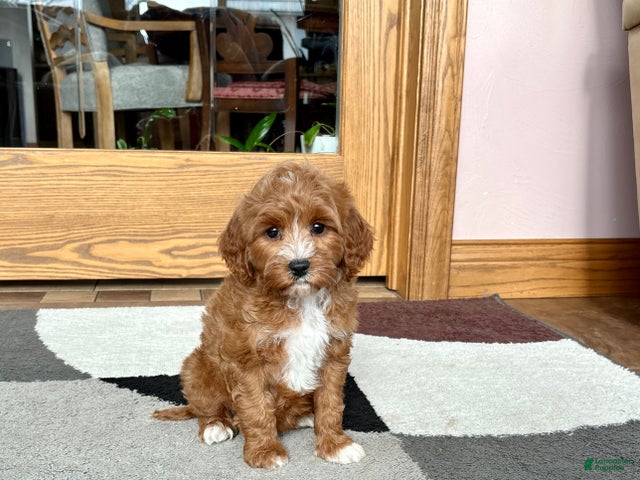 Cavapoo F1b Female Puppy 4 for sale in Nappanee | Lancaster Puppies