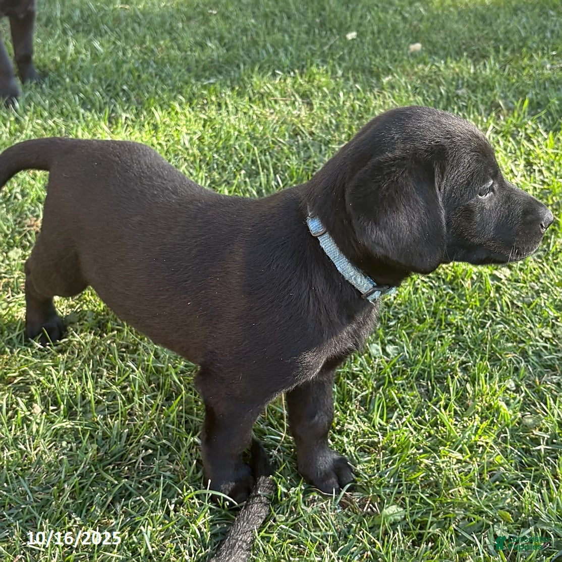 Yellow Labrador Retriever Puppies for sale | Lancaster Puppies
