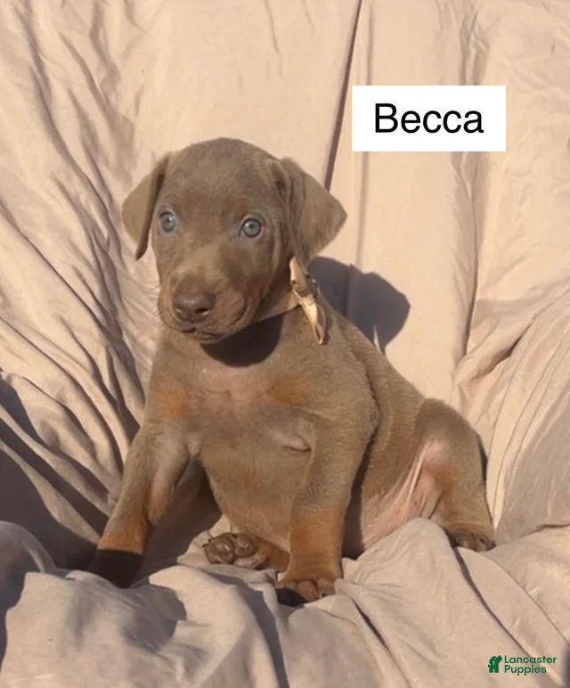Becca Doberman Pinscher for sale in Albany | Lancaster Puppies