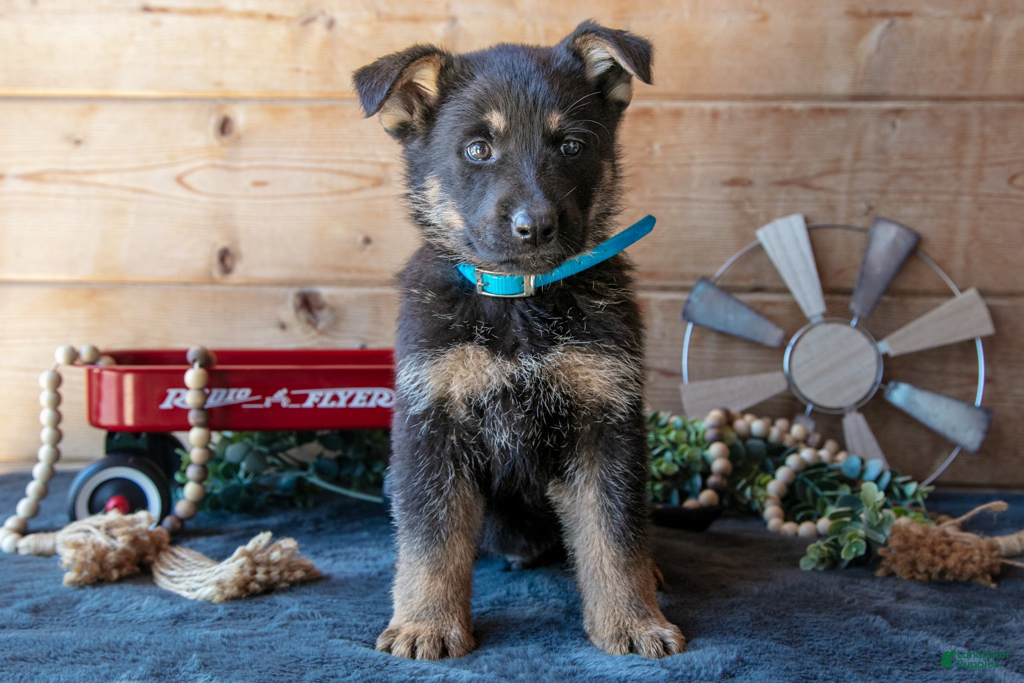 Max German Shepherd for sale in Gordonville | Lancaster Puppies