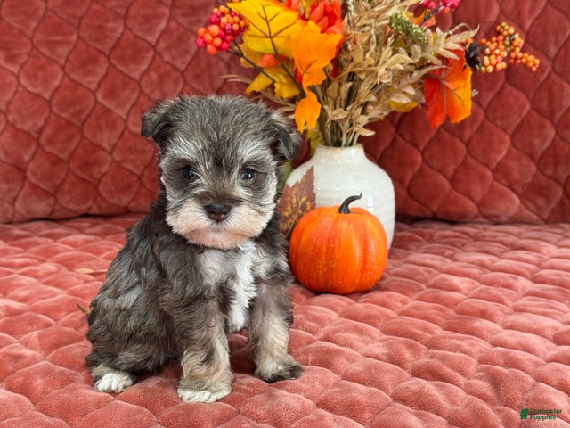 Miracle Female 1 Light Liver and Tan Mega Coat AKC for sale in Pageland ...