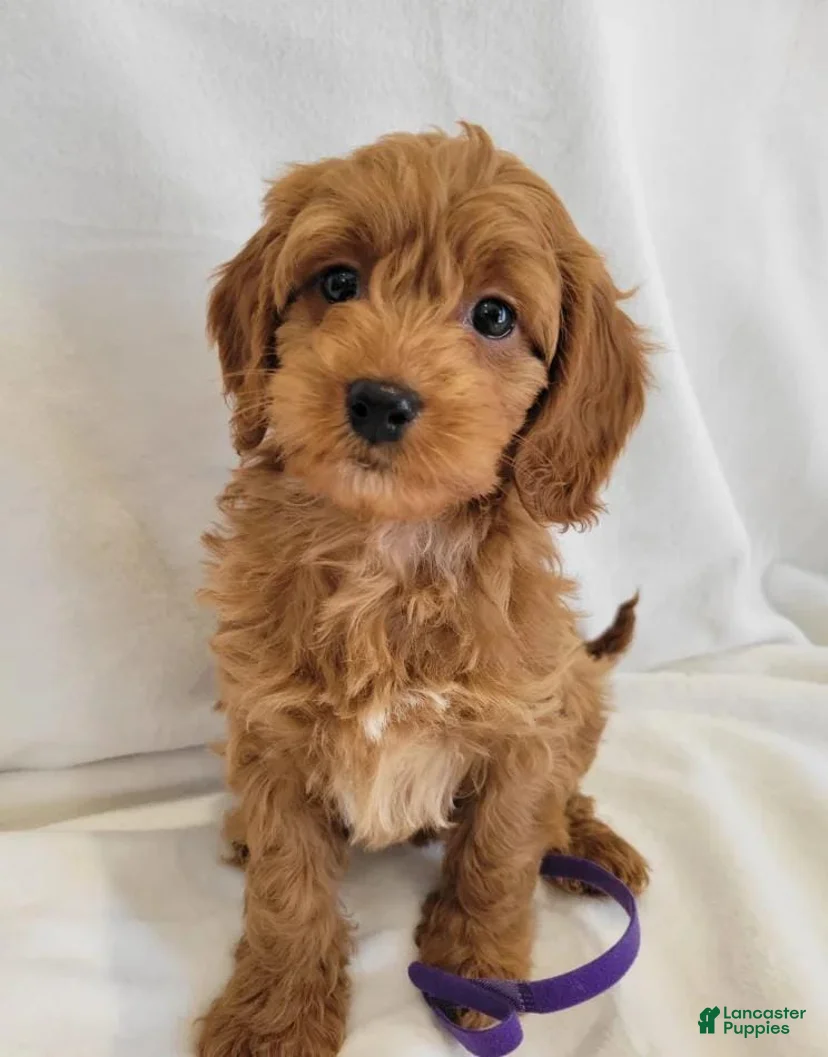 Katie Cavapoo for sale in Valparaiso | Lancaster Puppies